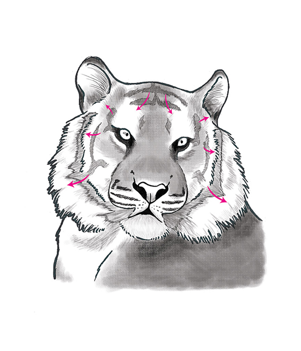 Graphite and Charcoal Art Instructions|Tiger Graphite and Charcoal Art Instructions|Tiger